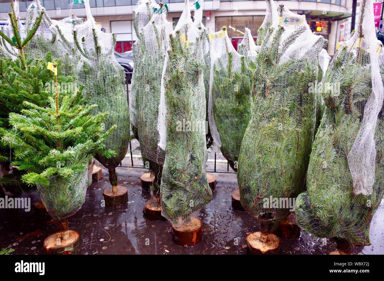 Wrapped plants hi-res stock photography and images - Alamy