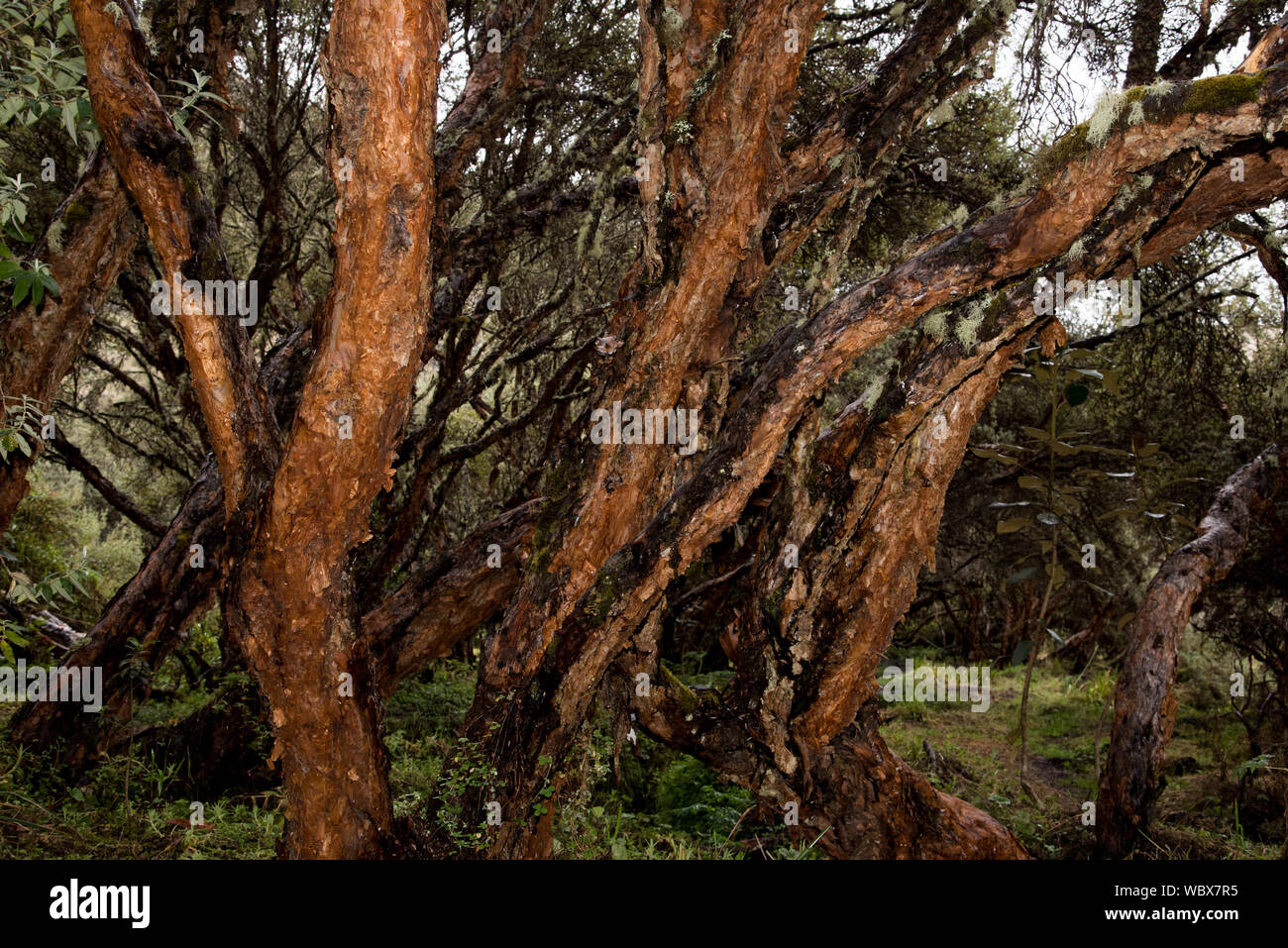 The Polylepis forest at 3850 meters is one of very few remaining places ...