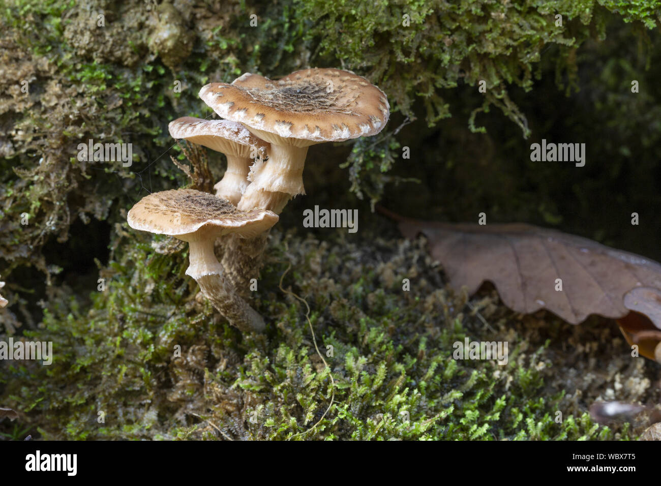 Chestnut dapperling lepiota castanea hi-res stock photography and ...