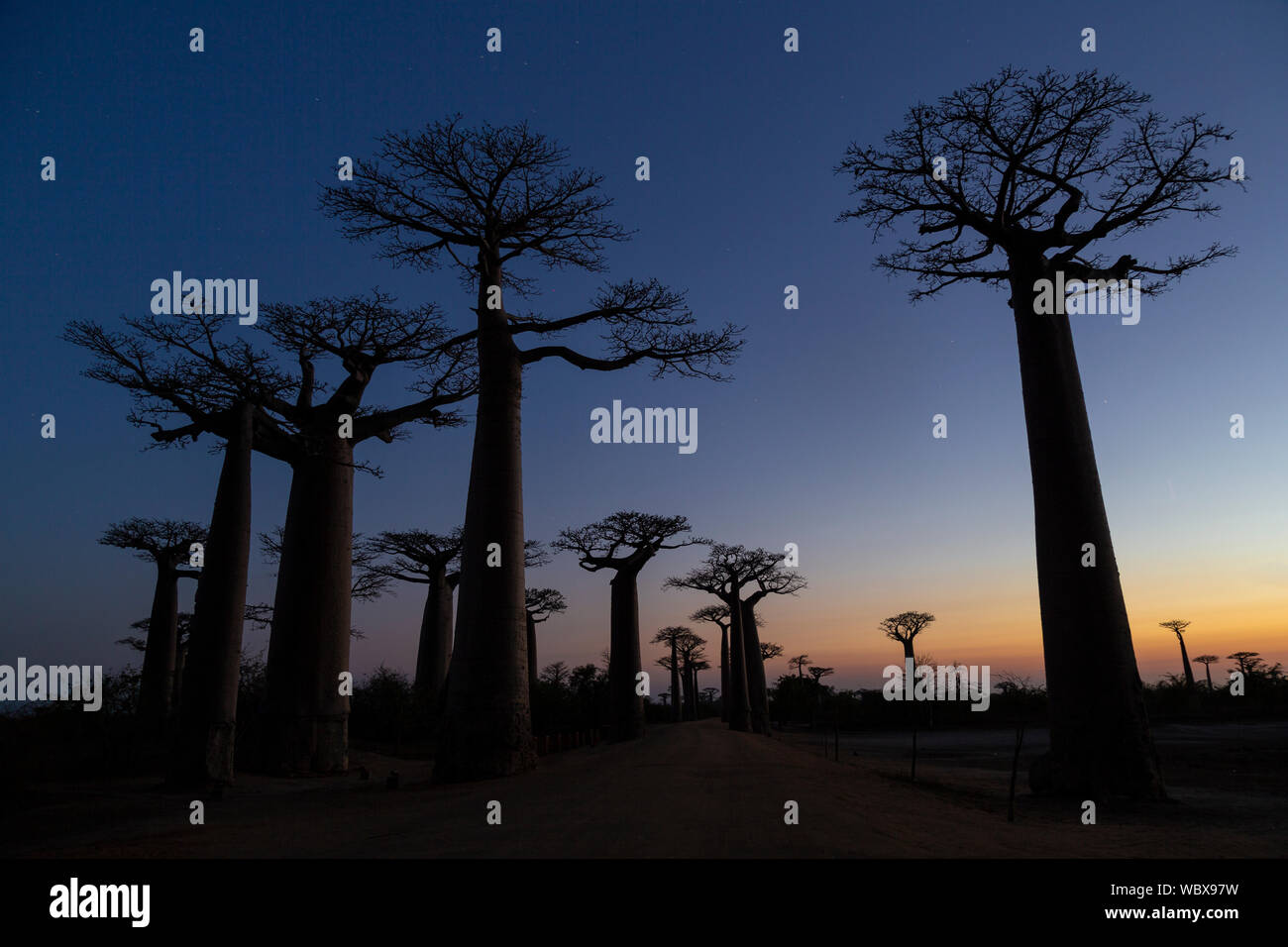 Grandidier's Baobab, Adansonia grandidieri, Allee des Baobabs ...