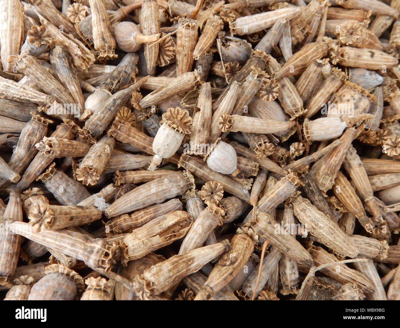 Still life with dried flowers hi-res stock photography and images - Alamy