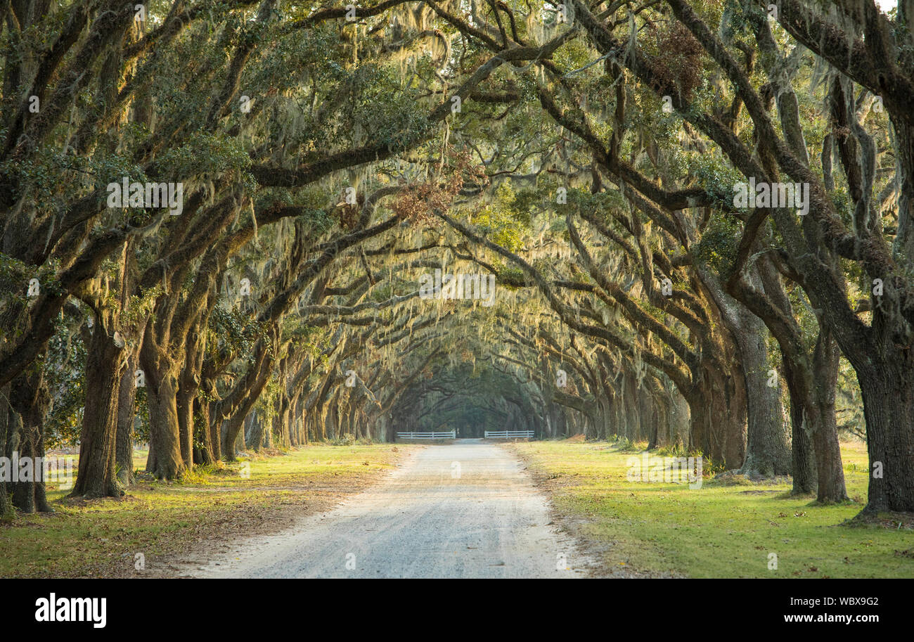 Savannah georgia woods hi-res stock photography and images - Alamy