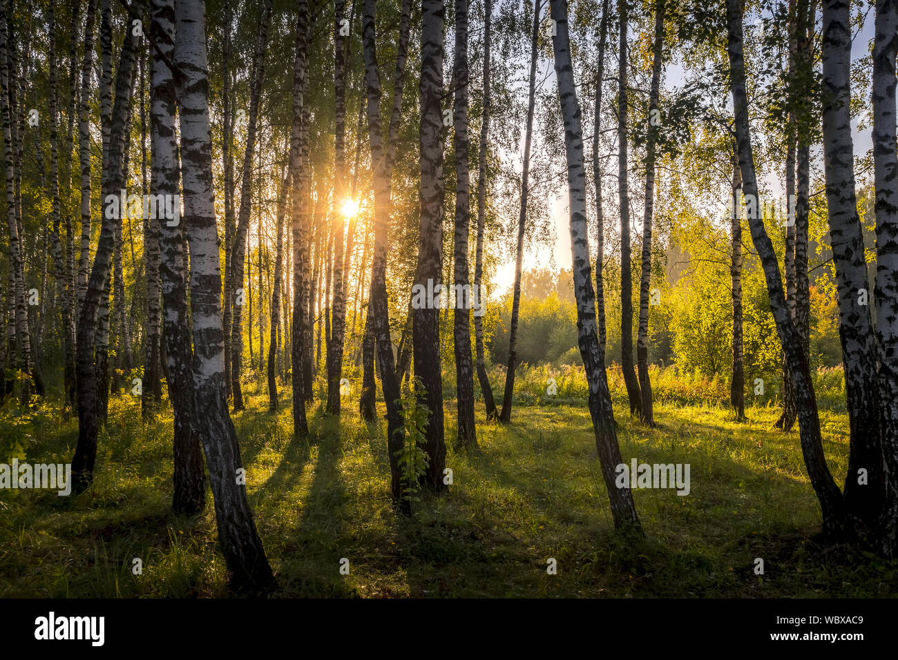 White Birch Tree Sunrise High Resolution Stock Photography and Images ...