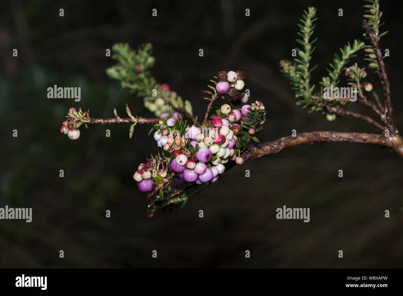 The Polylepis forest at 3850 meters is one of very few remaining places ...