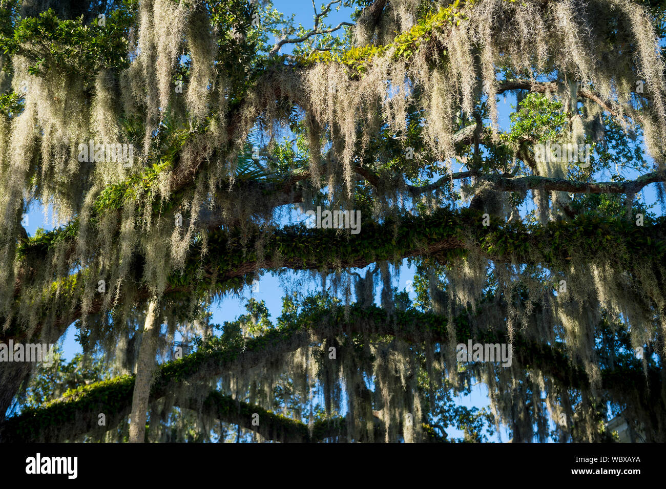 Romantic view of Spanish moss hanging from the branches of a mighty oak ...