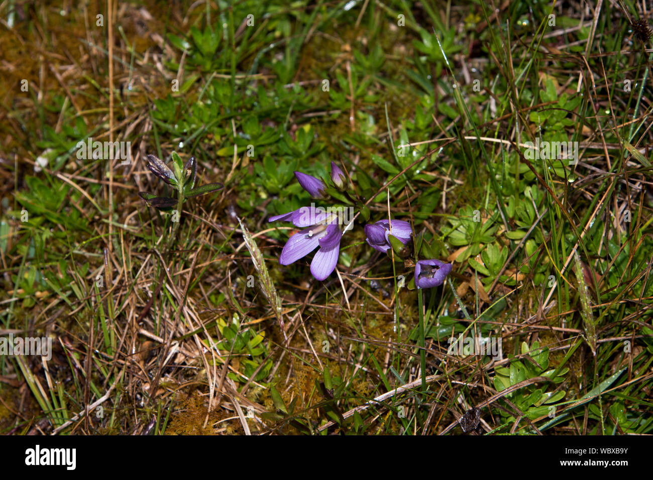 Violette blute im polylepis wald hi-res stock photography and images ...