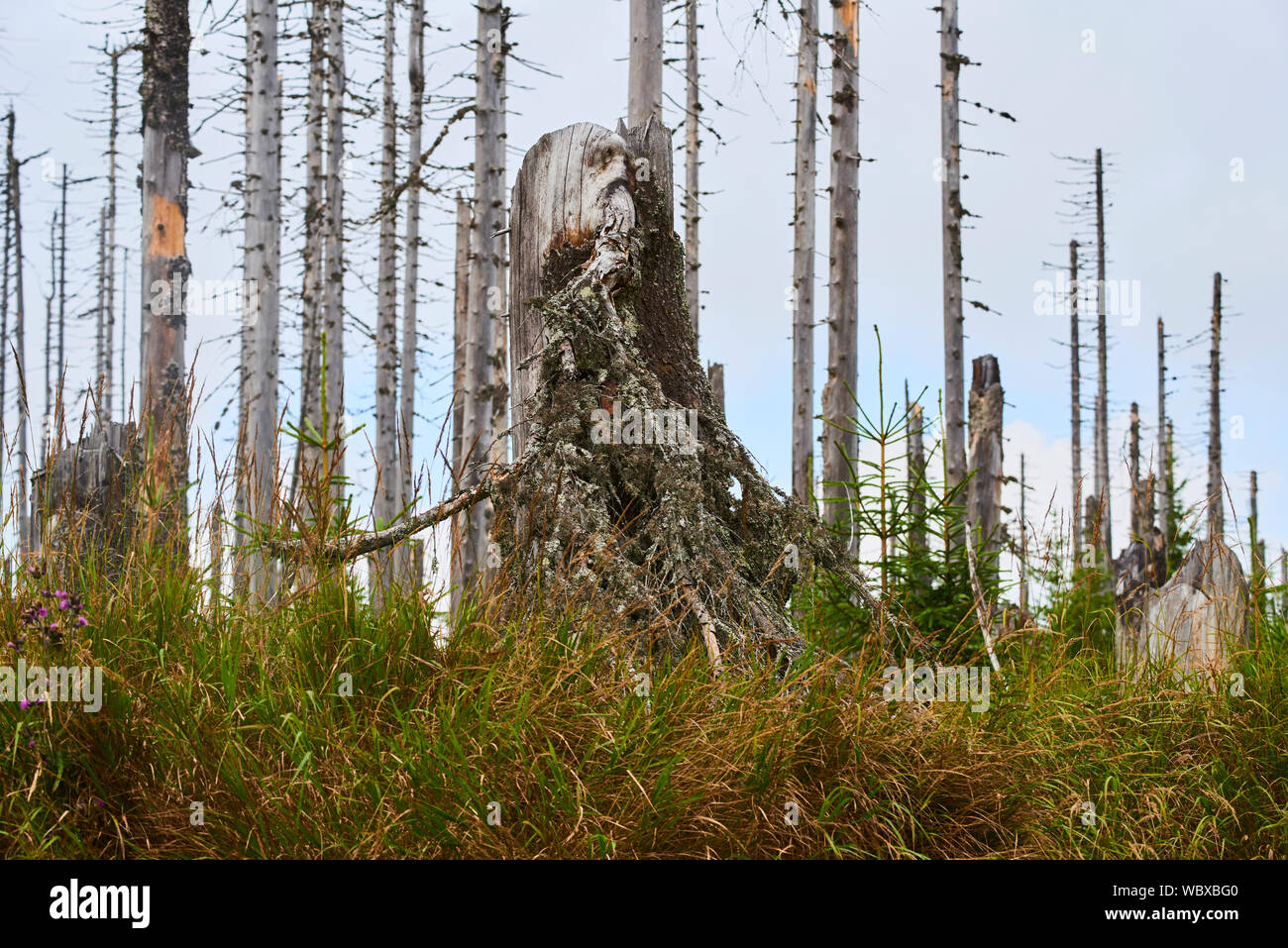 Natural forest regeneration without human intervention in national park ...