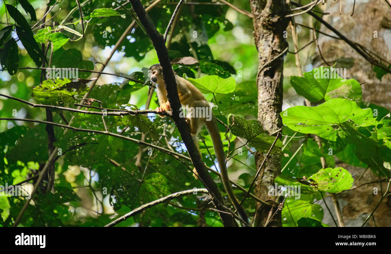 Squirrel monkey in the jungle in the Tambopata Reserve, Peruvian Amazon ...