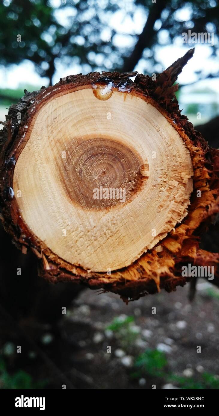 Fossil tree stump hi-res stock photography and images - Alamy