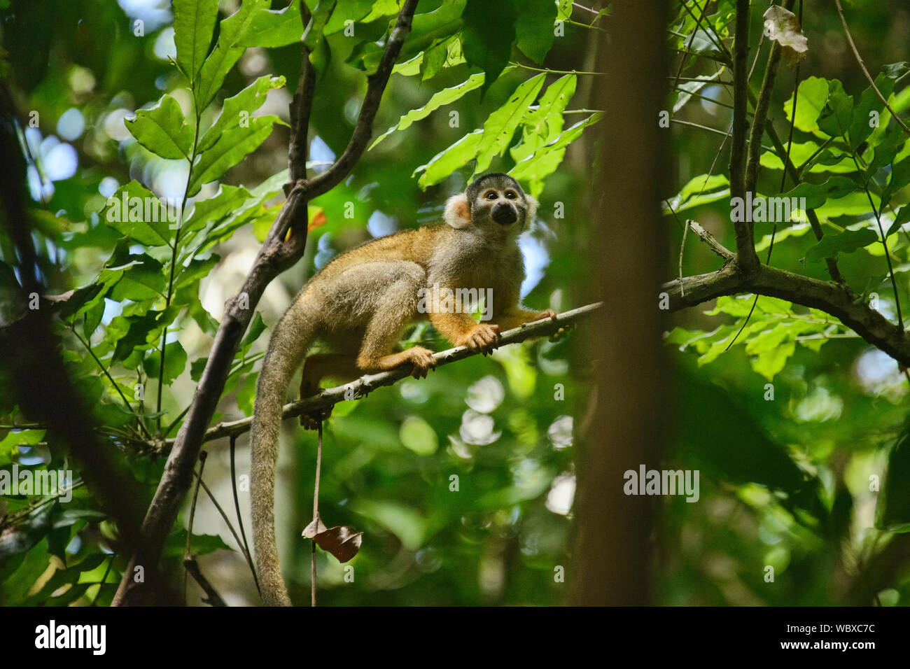 Peruvian squirrel monkeys hi-res stock photography and images - Alamy