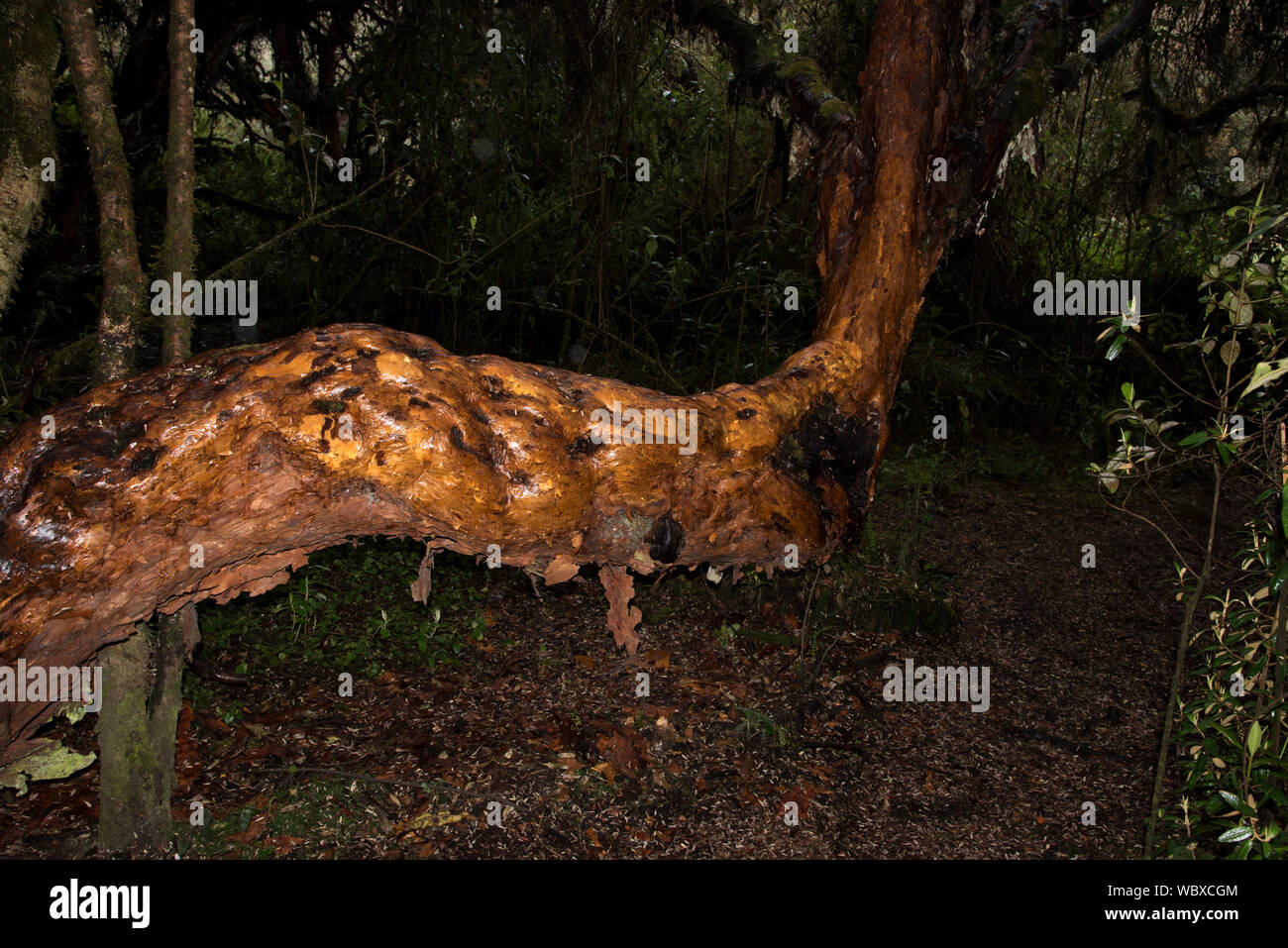The Polylepis forest at 3850 meters is one of very few remaining places ...