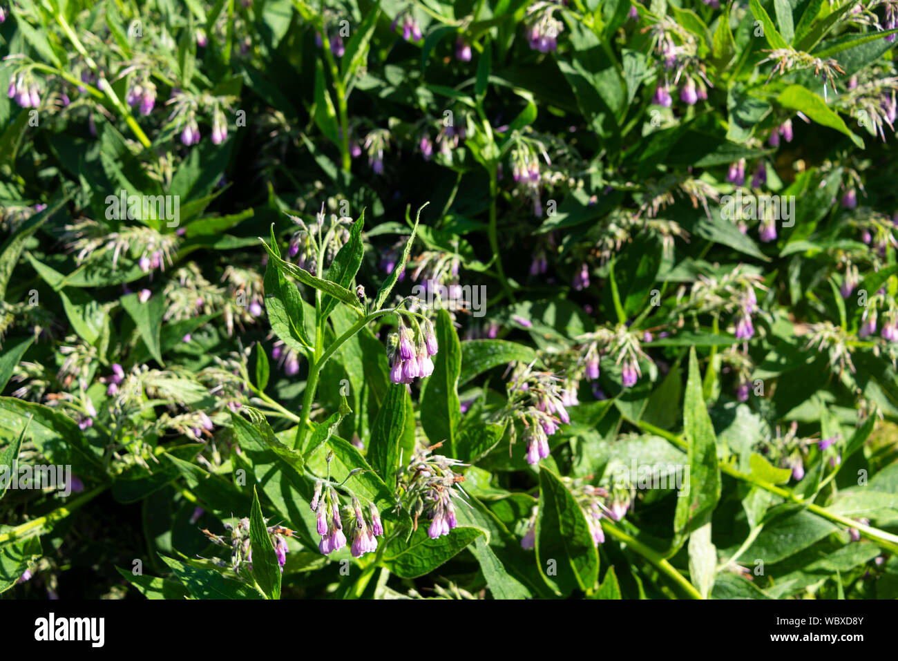 Common comfrey symphytum officinale hi-res stock photography and images ...