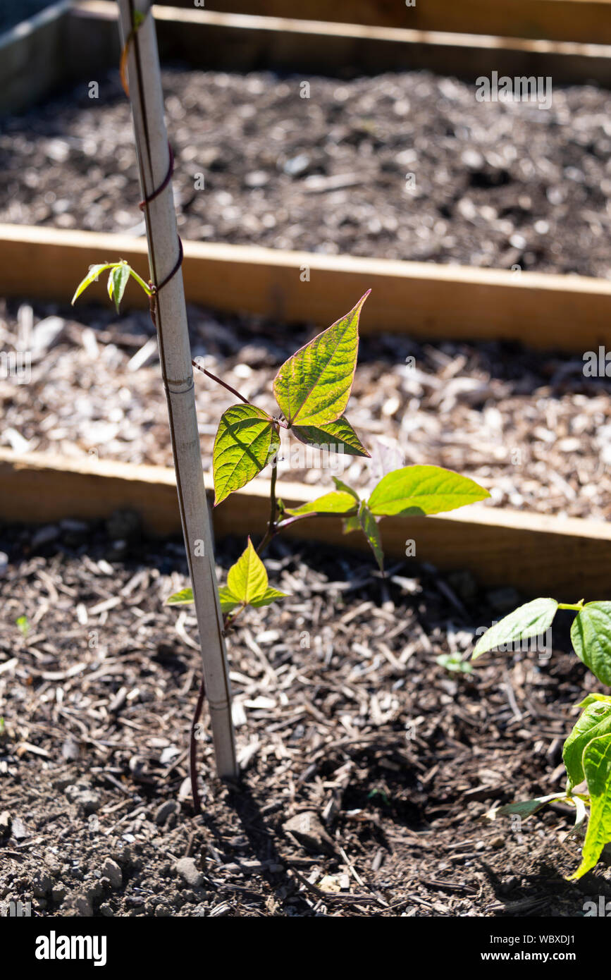 Climbing French Bean (Phaseolus vulgaris), 'Carminat' growing on a ...