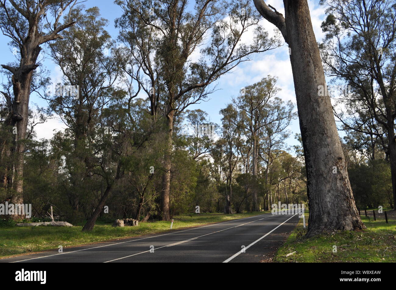 Tuart trees, Eucalyptus gomphocephala, Tuart Forest National Park ...