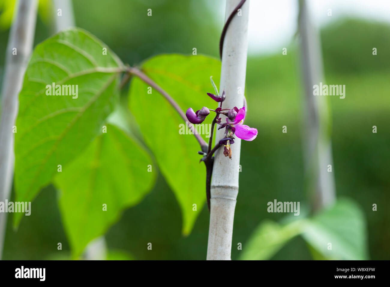 Climbing french bean hi-res stock photography and images - Alamy