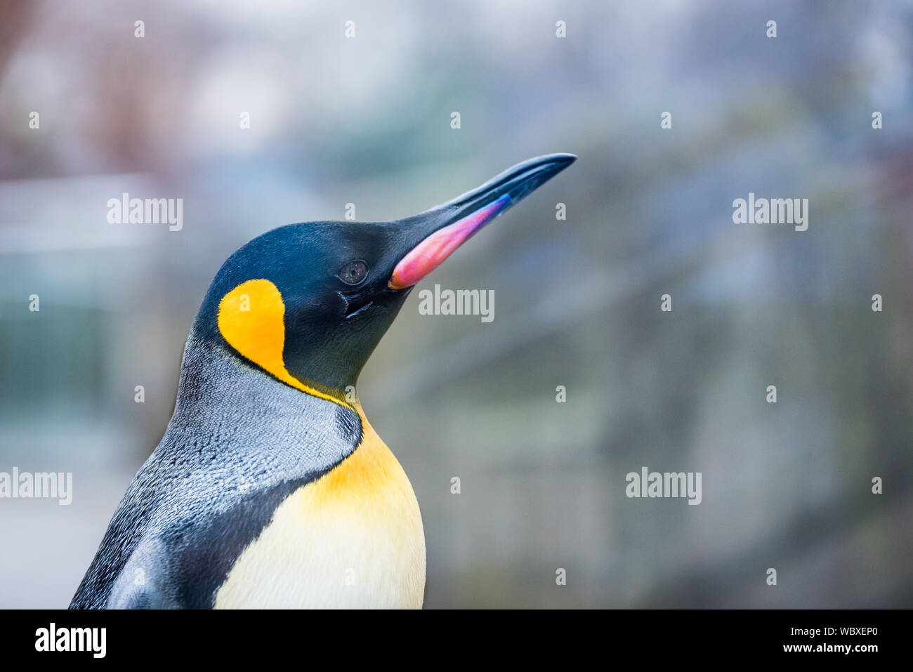 Penguin head side hi-res stock photography and images - Alamy