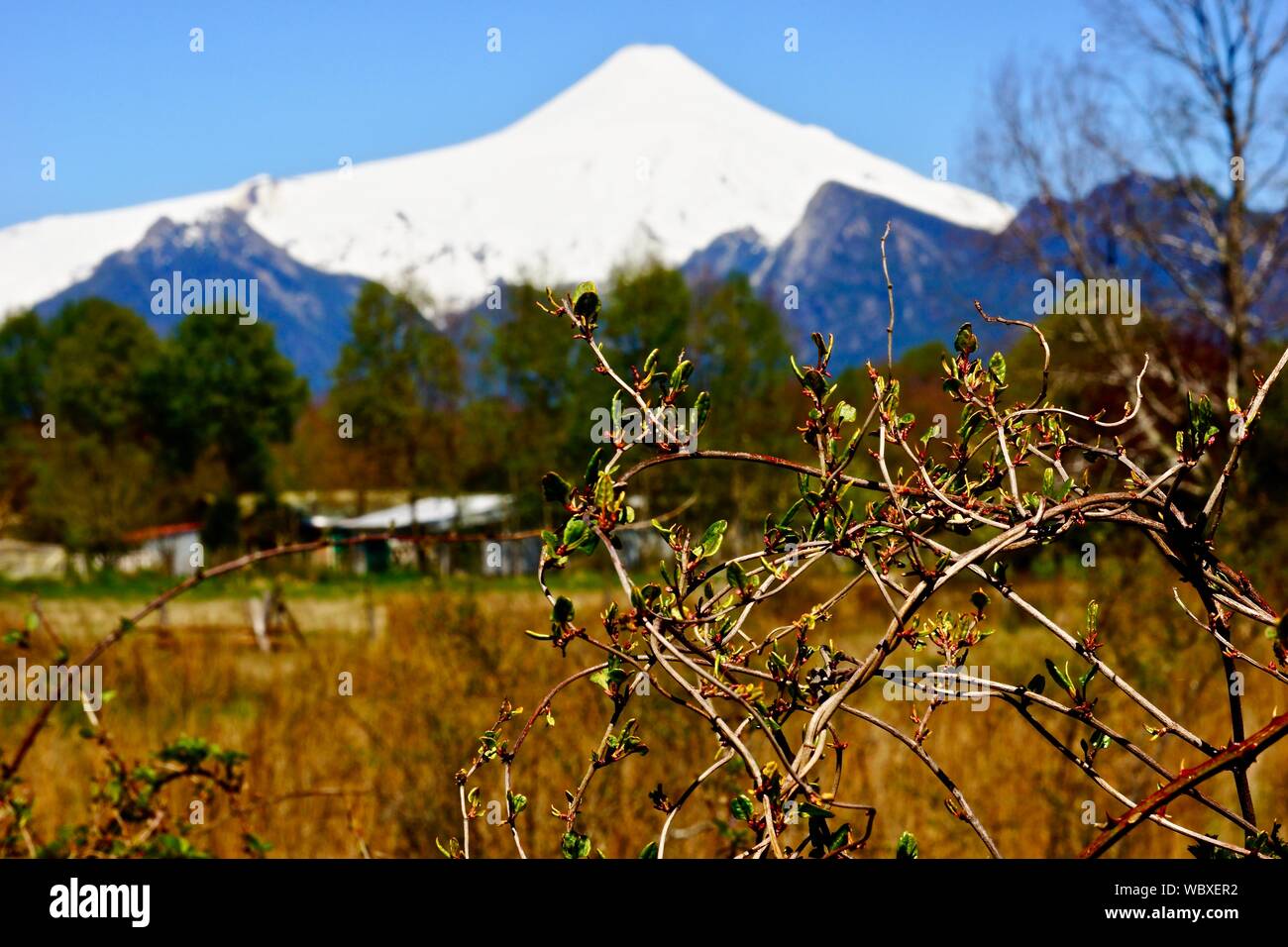 Chile landscape mountains tree hi-res stock photography and images - Alamy