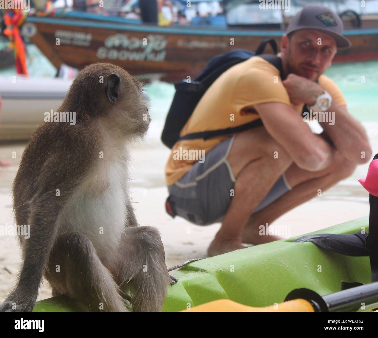 Crouching Monkey High Resolution Stock Photography and Images - Alamy