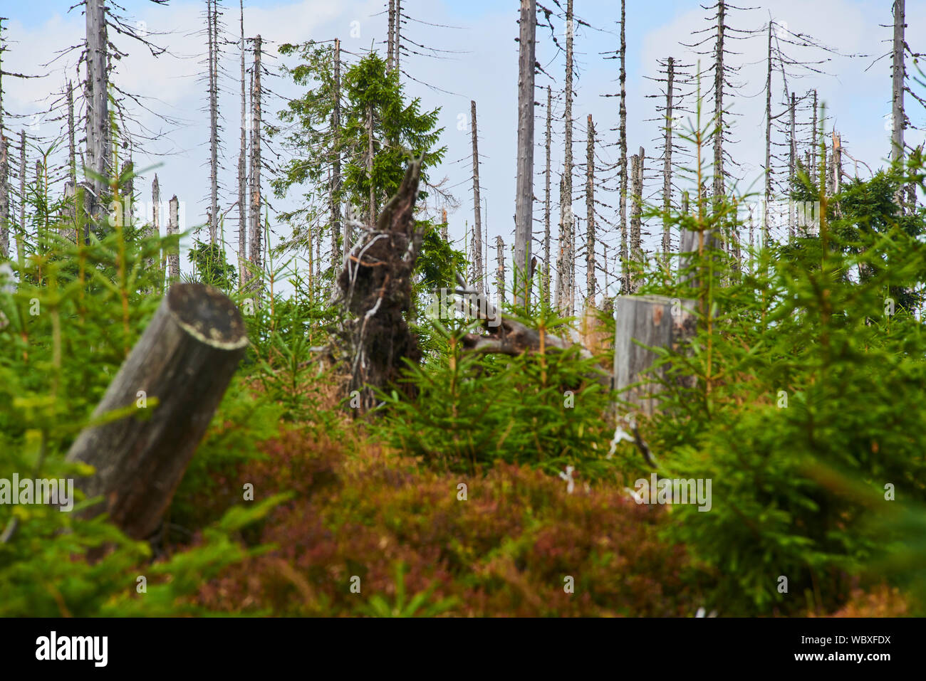 Natural forest regeneration without human intervention in national park ...