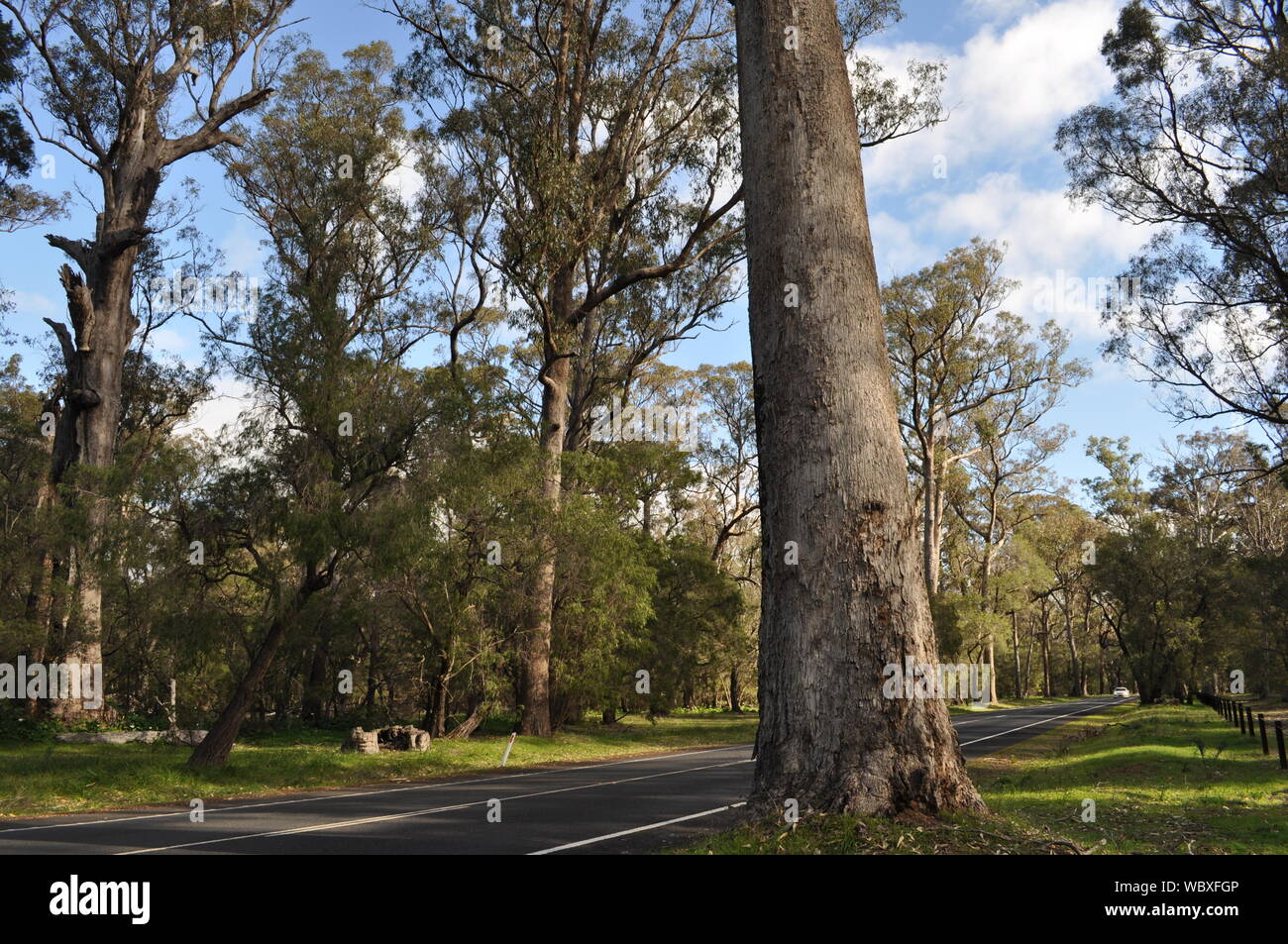 Tuart trees, Eucalyptus gomphocephala, Tuart Forest National Park ...