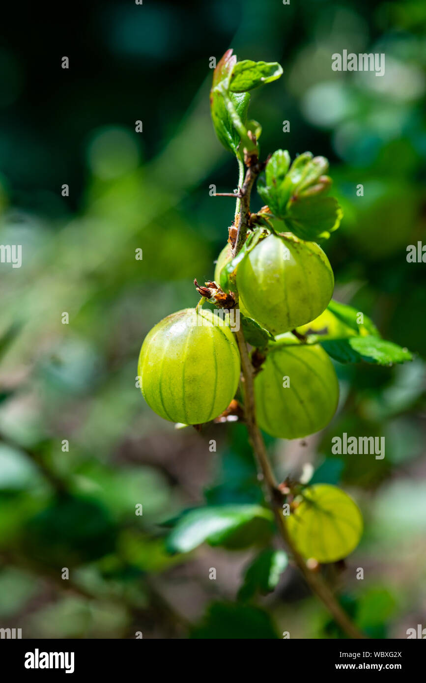 Gooseberry (Ribes uva-crispa) 'Invicta' growing on a bush. South ...