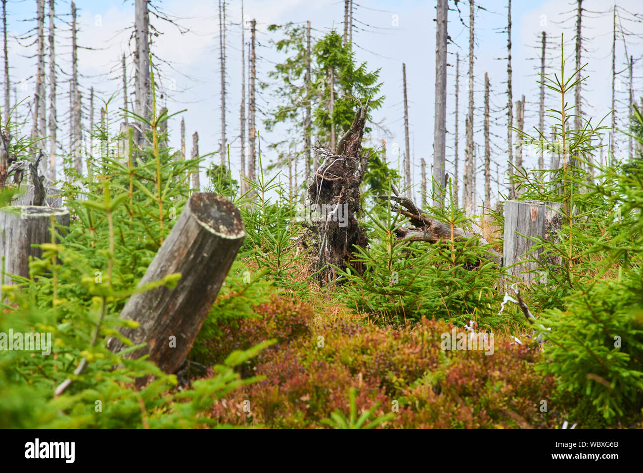 Natural forest regeneration without human intervention in national park ...