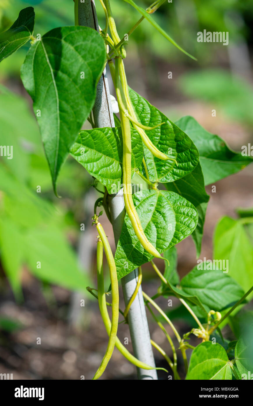 Climbing French beans 'Monte Gusto' (Phaseolus vulgaris), growing on a ...
