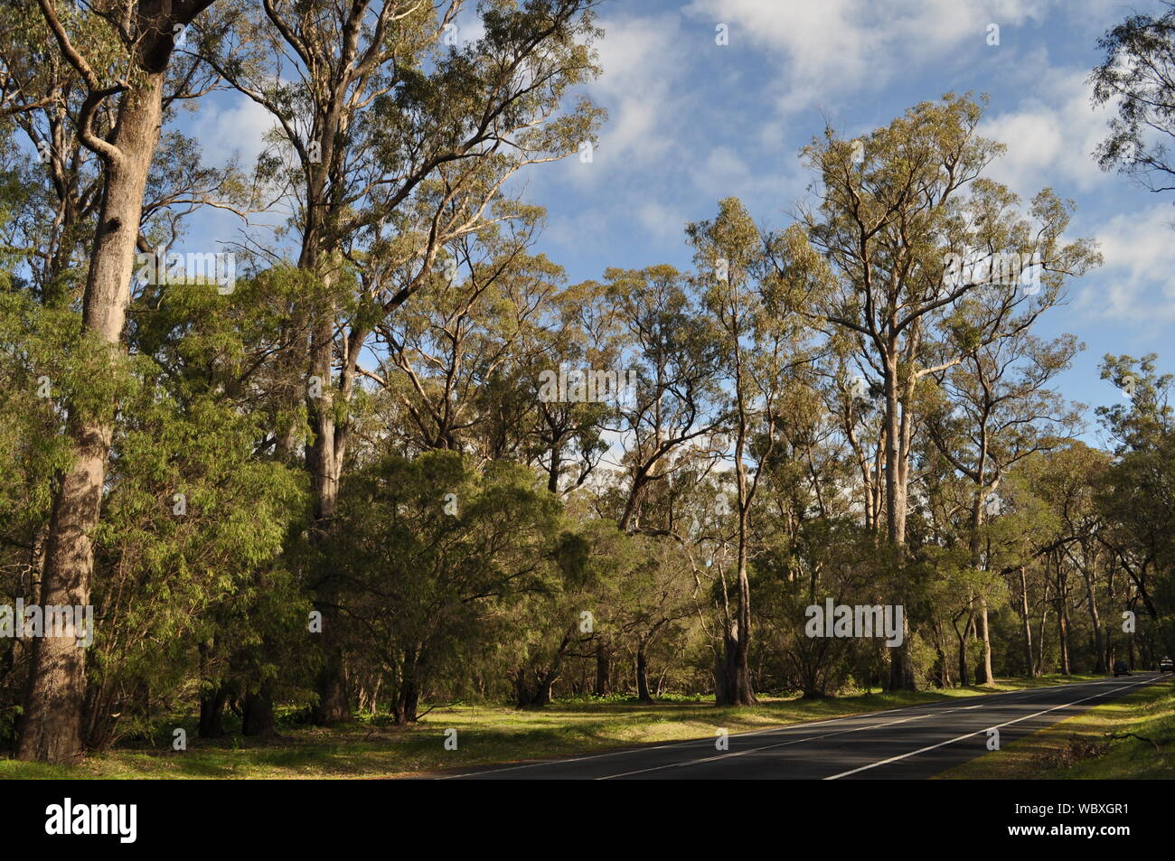 Tuart trees, Eucalyptus gomphocephala, Tuart Forest National Park ...