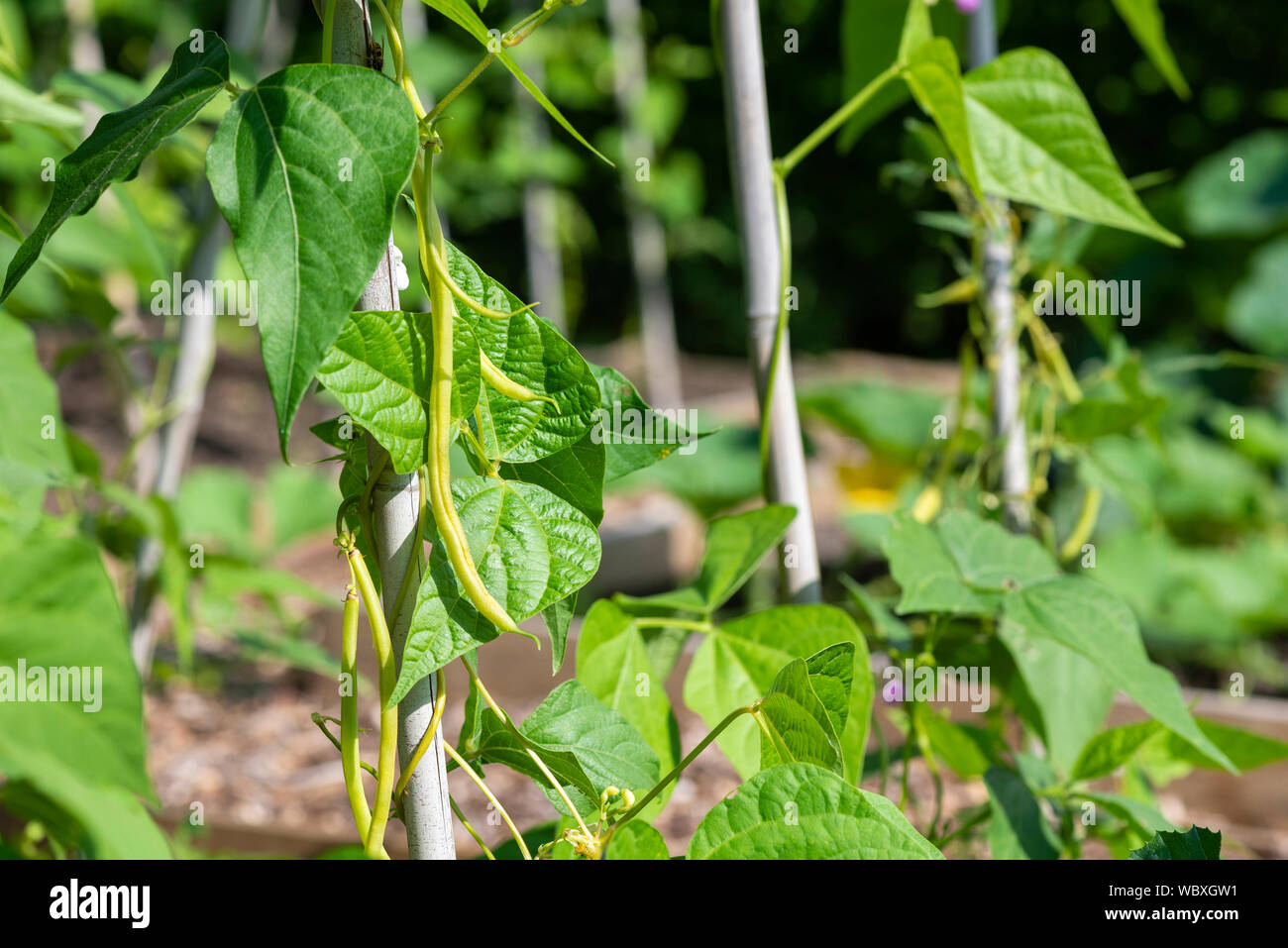 Climbing French beans 'Monte Gusto' (Phaseolus vulgaris), growing on a ...