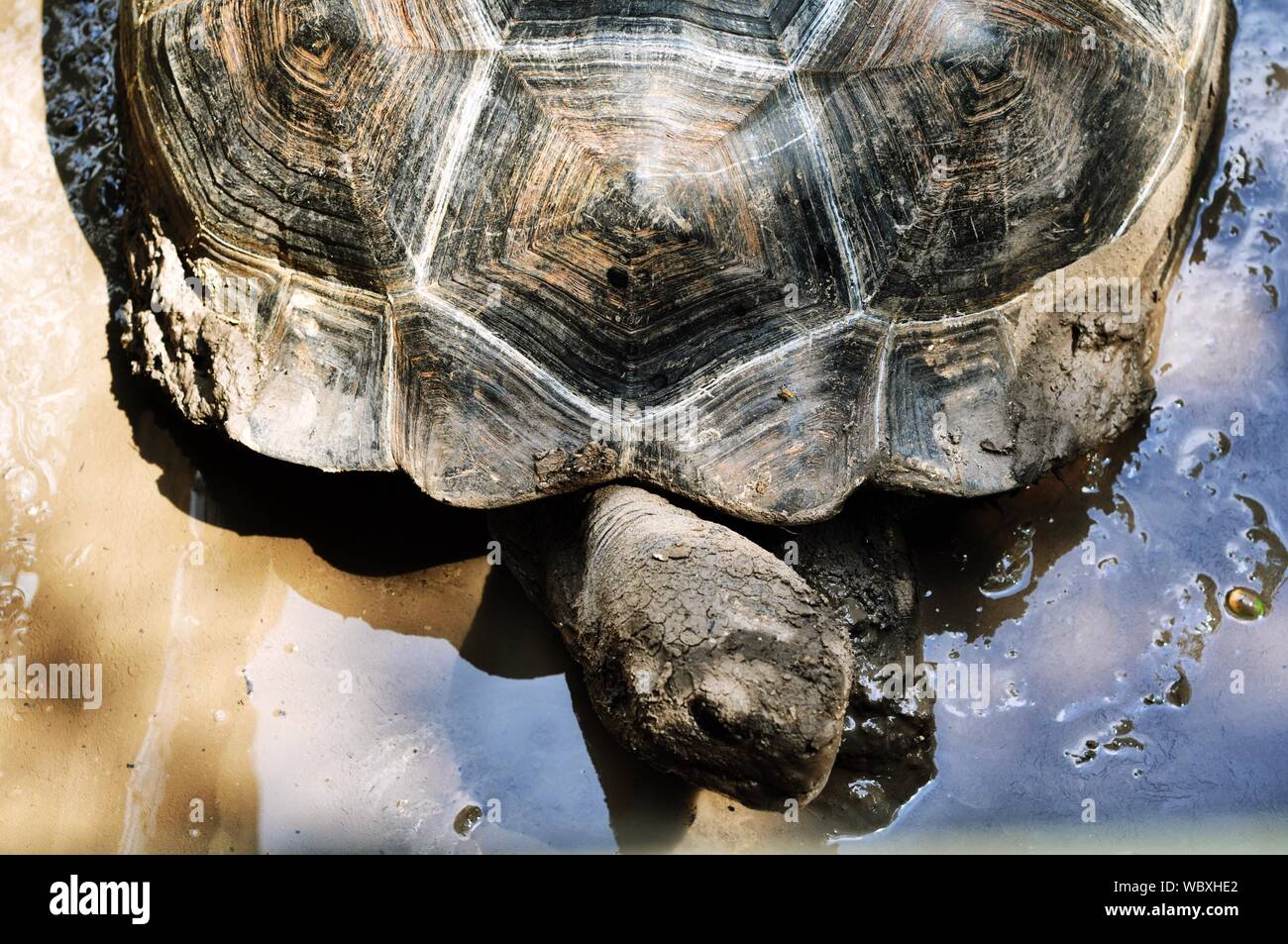 Close-up Of Tortoise In Mud Stock Photo - Alamy