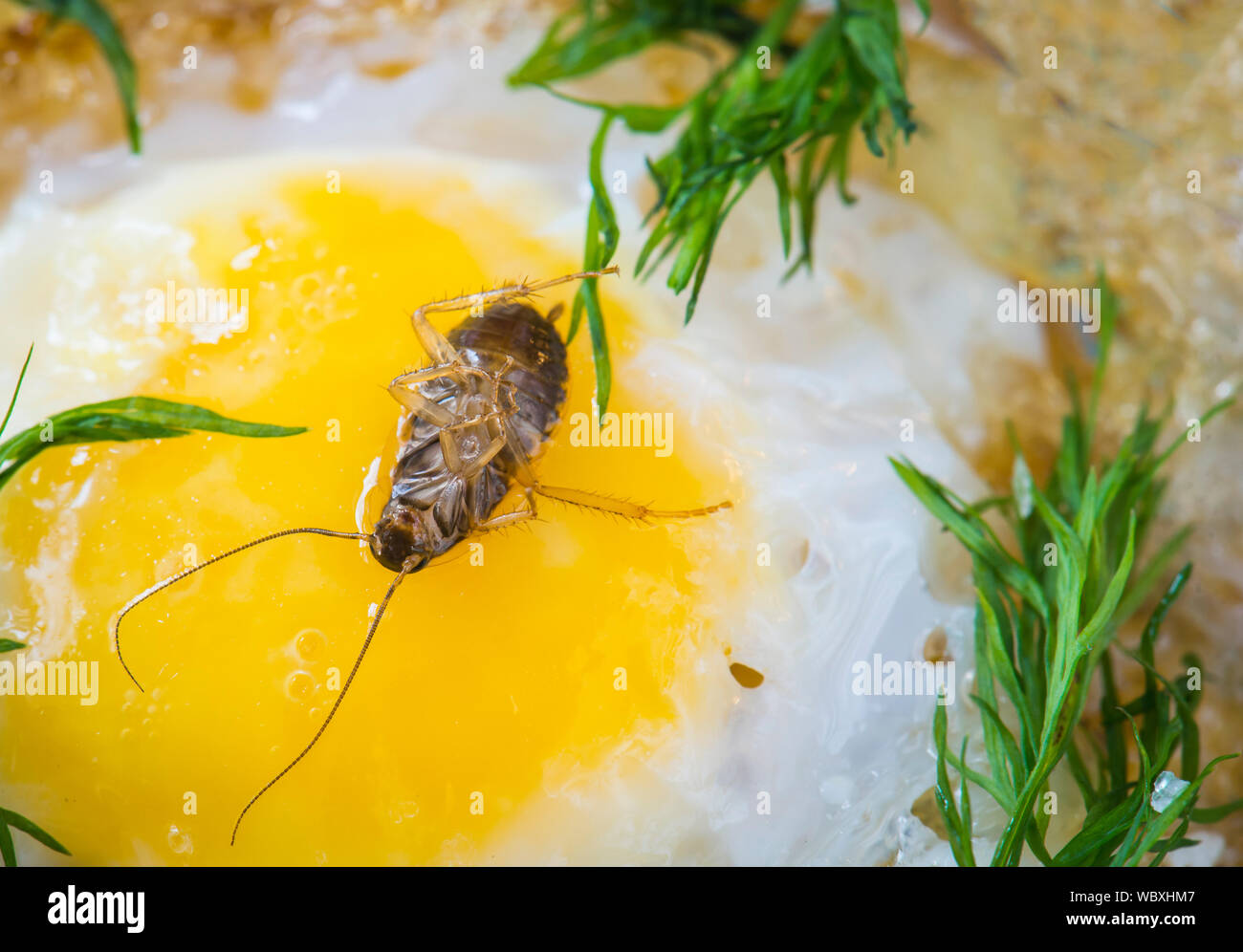 Insect food hi-res stock photography and images - Alamy