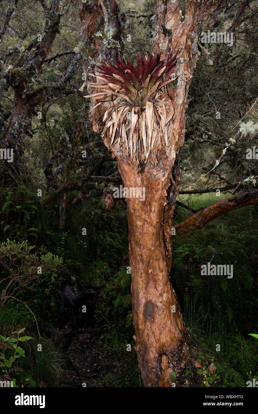 The Polylepis forest at 3850 meters is one of very few remaining forest ...