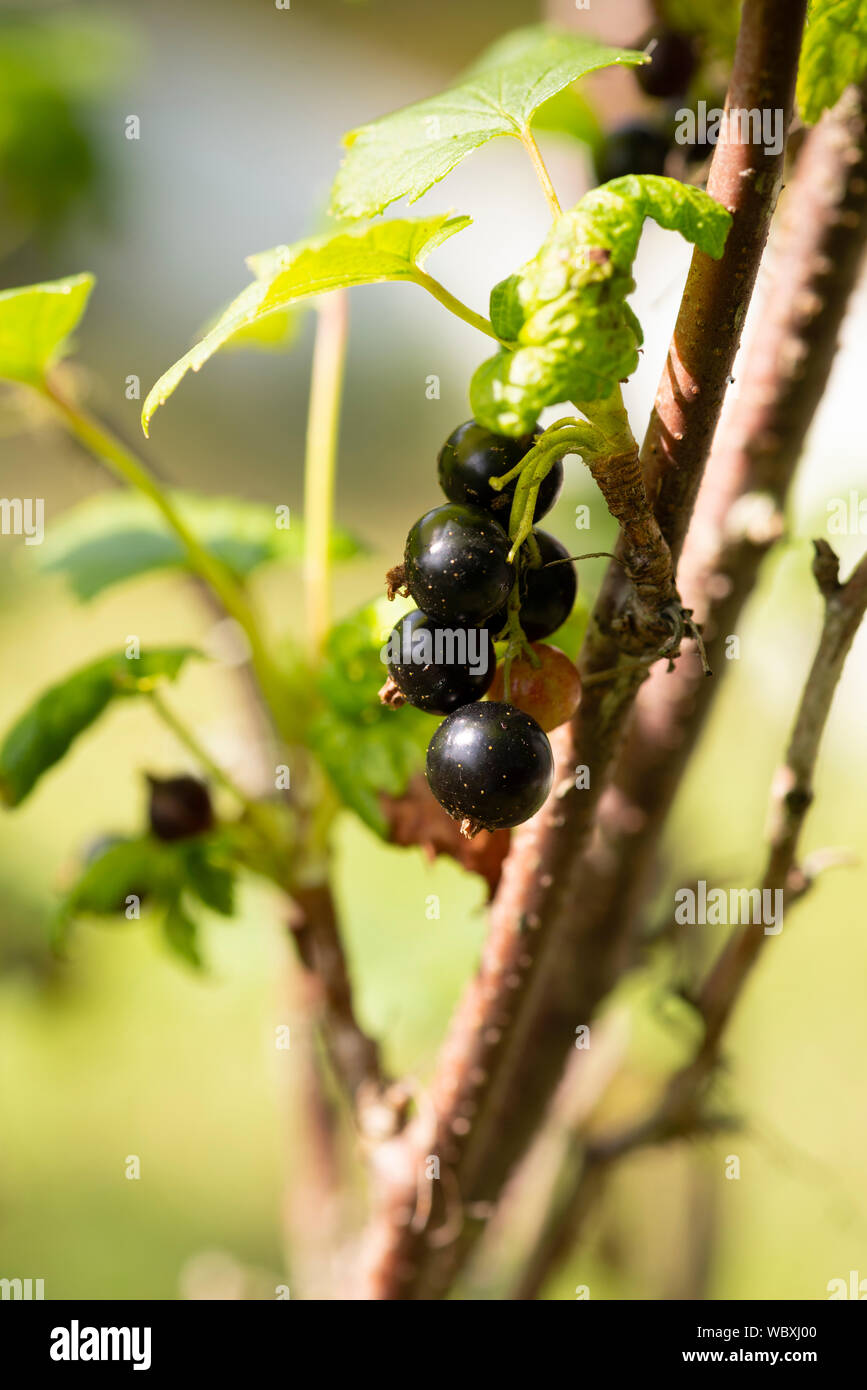 Black currant grows on bush hi-res stock photography and images - Alamy