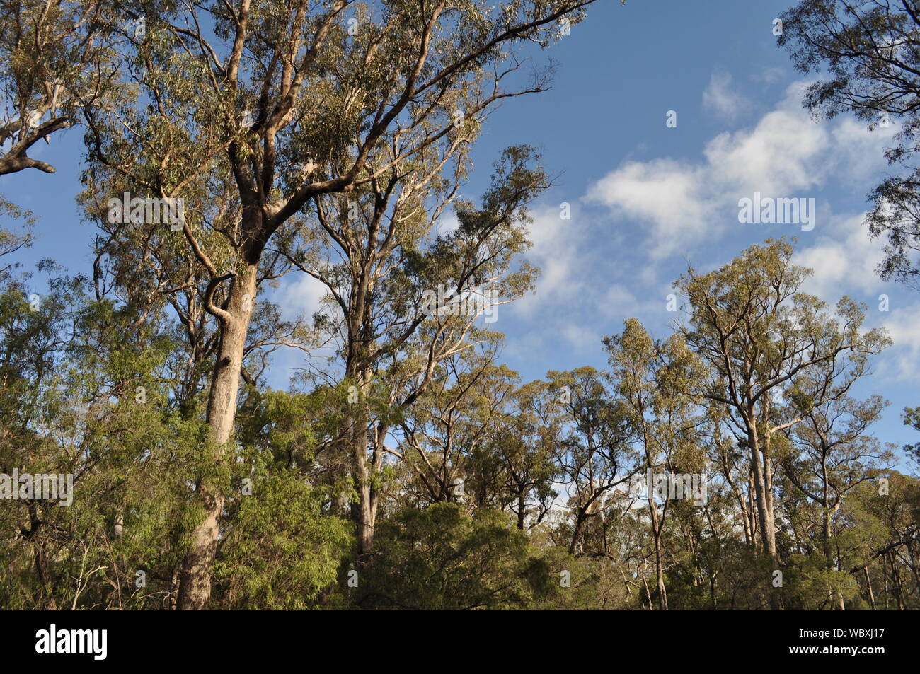 Tuart trees, Eucalyptus gomphocephala, Tuart Forest National Park ...