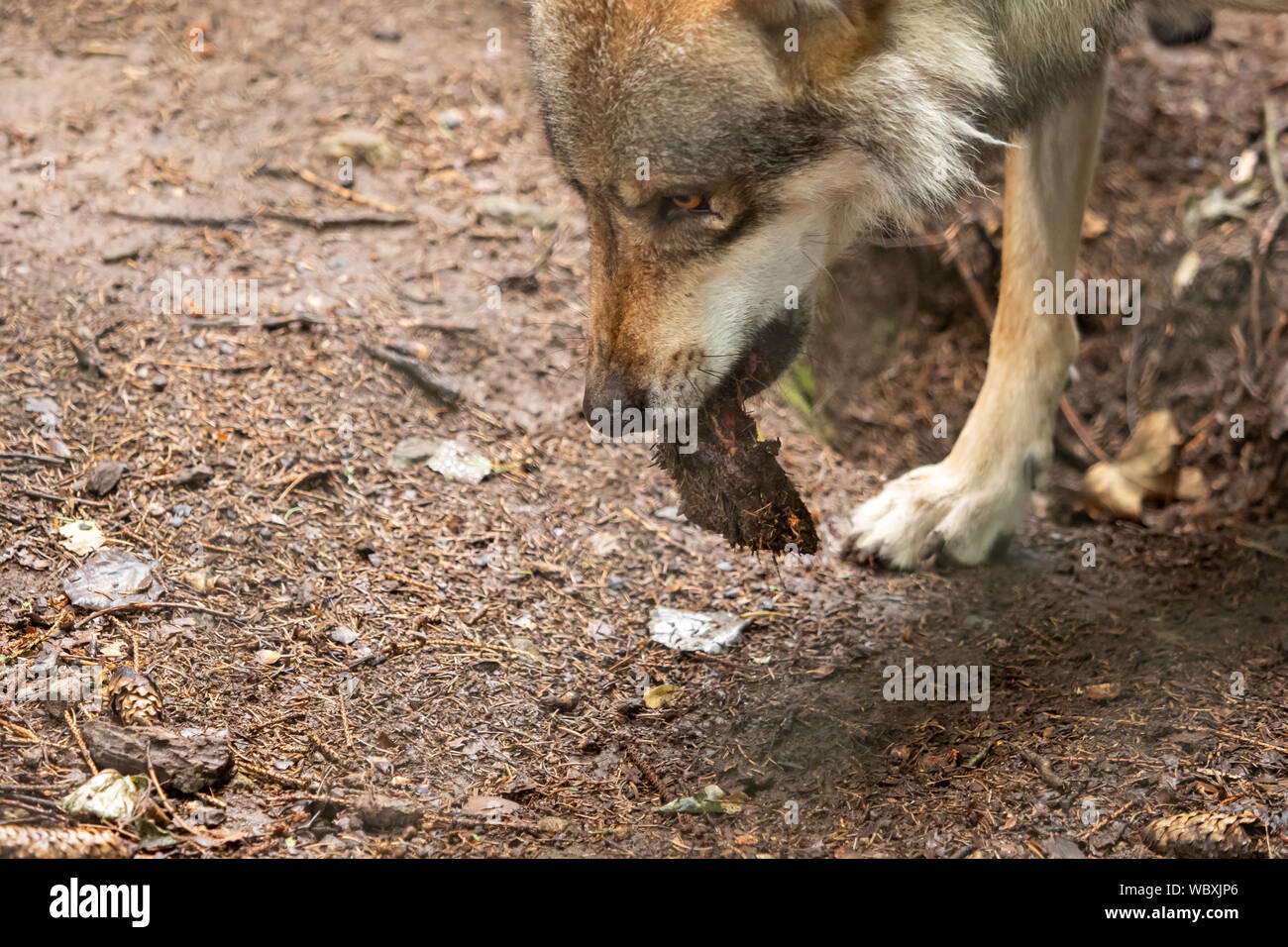 Wolf out hi-res stock photography and images - Alamy