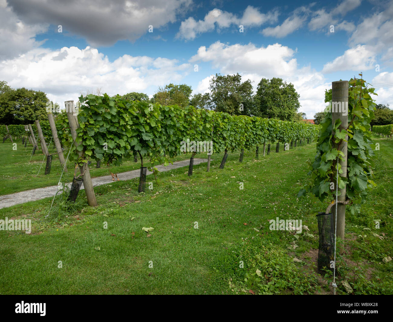 Acolon grape vines, Shawsgate Vineyard, Framlingham, Suffolk, England ...