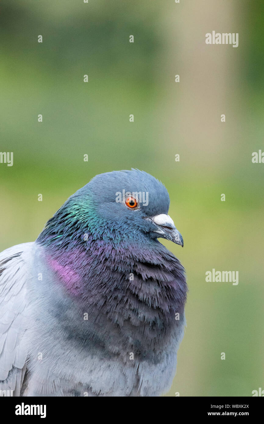 Close up of Pigeon face Stock Photo - Alamy
