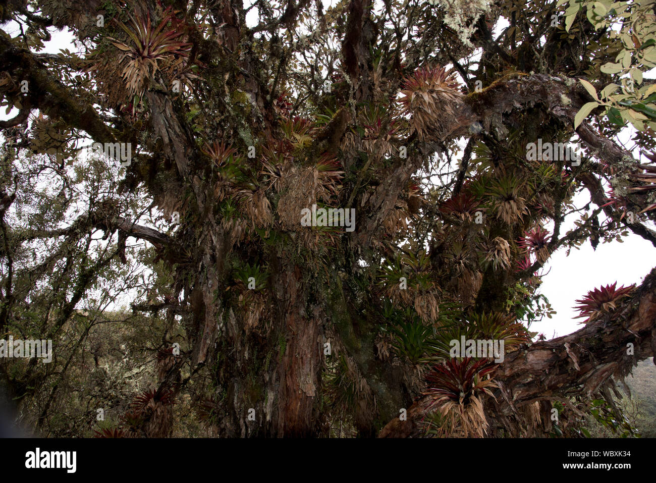 The Polylepis forest at 3850 meters is one of very few remaining forest ...
