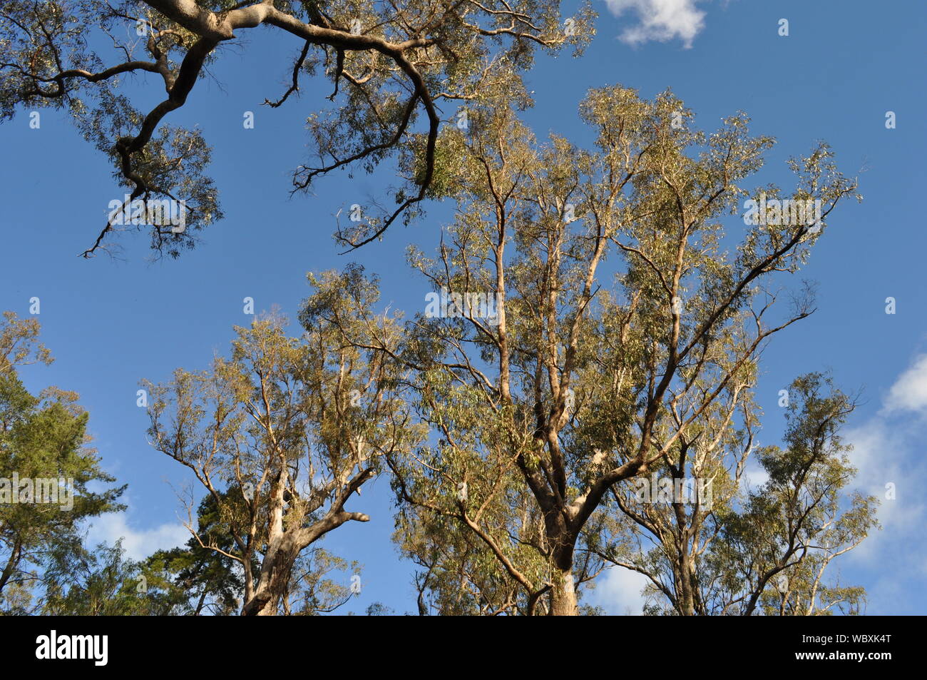 Tuart trees, Eucalyptus gomphocephala, Tuart Forest National Park ...