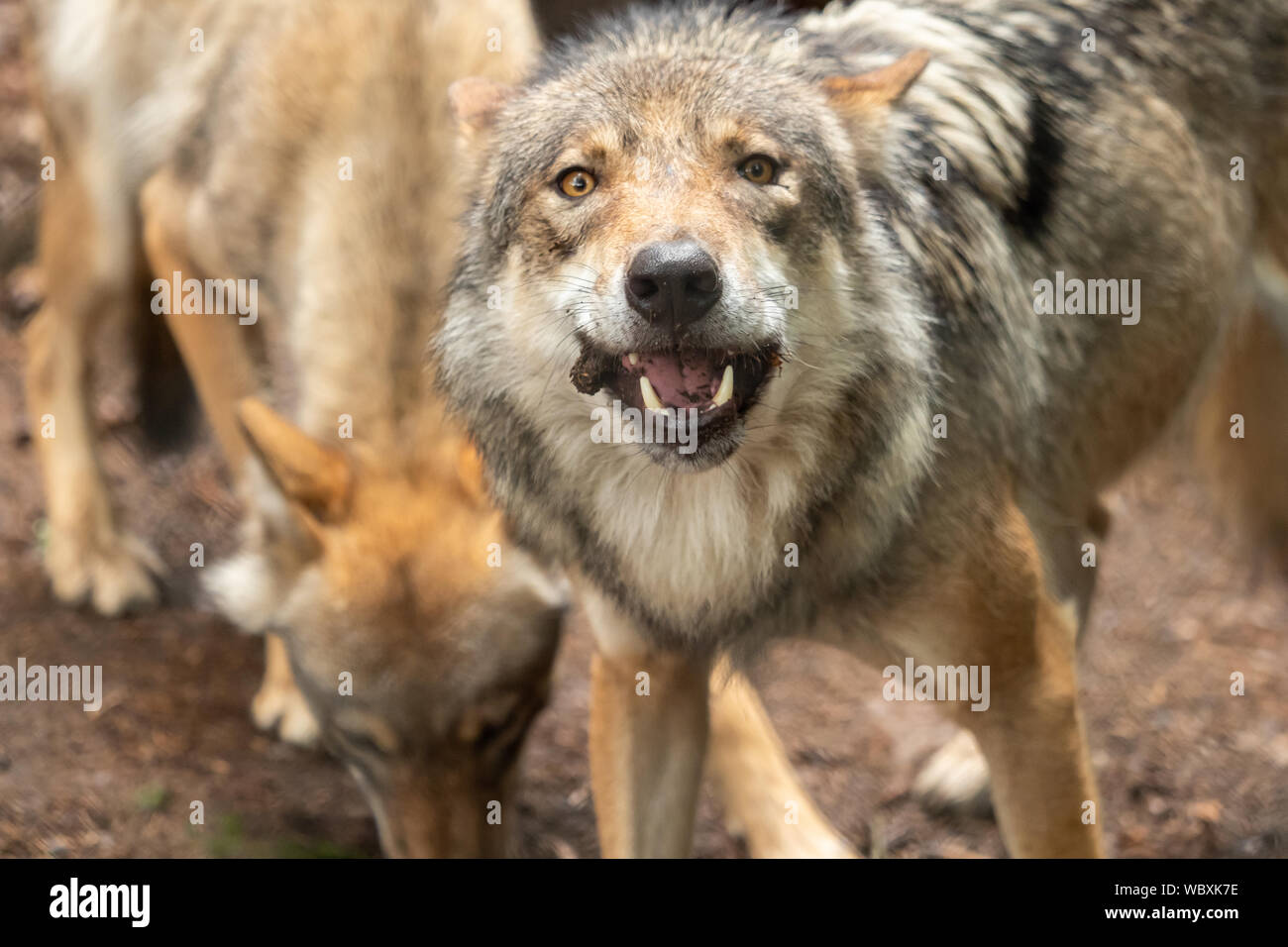 Wolf out hi-res stock photography and images - Alamy