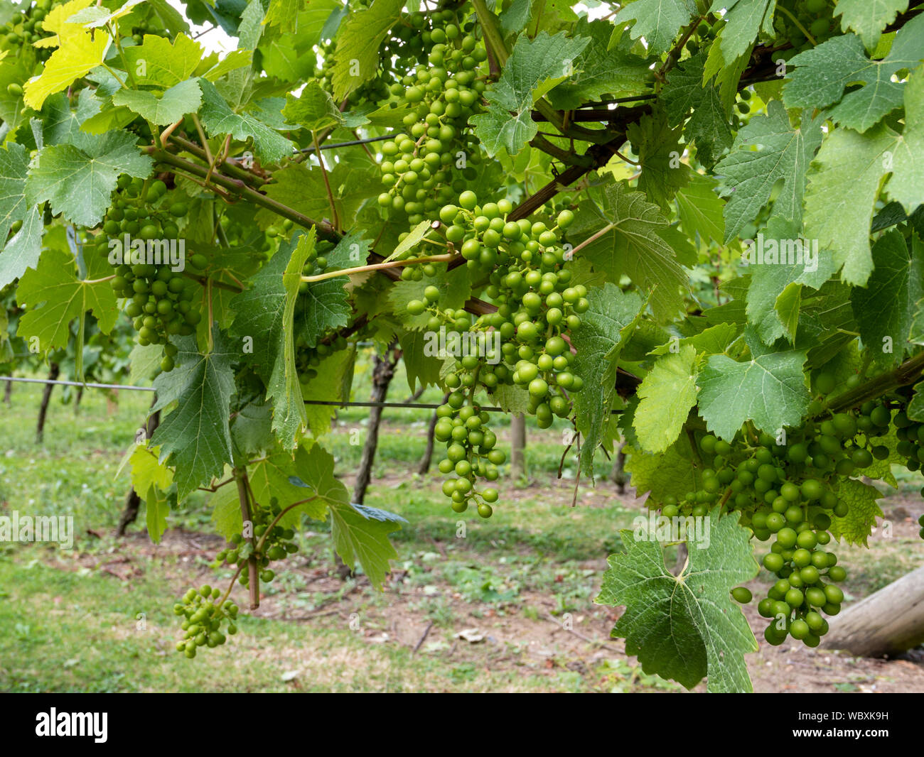 Grape vines hi-res stock photography and images - Alamy