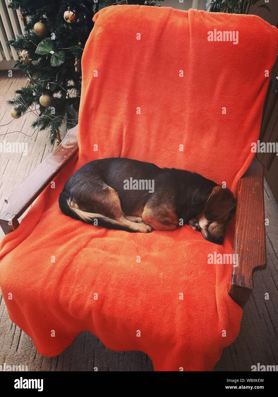 Dog On Red Chair High Resolution Stock Photography and Images - Alamy