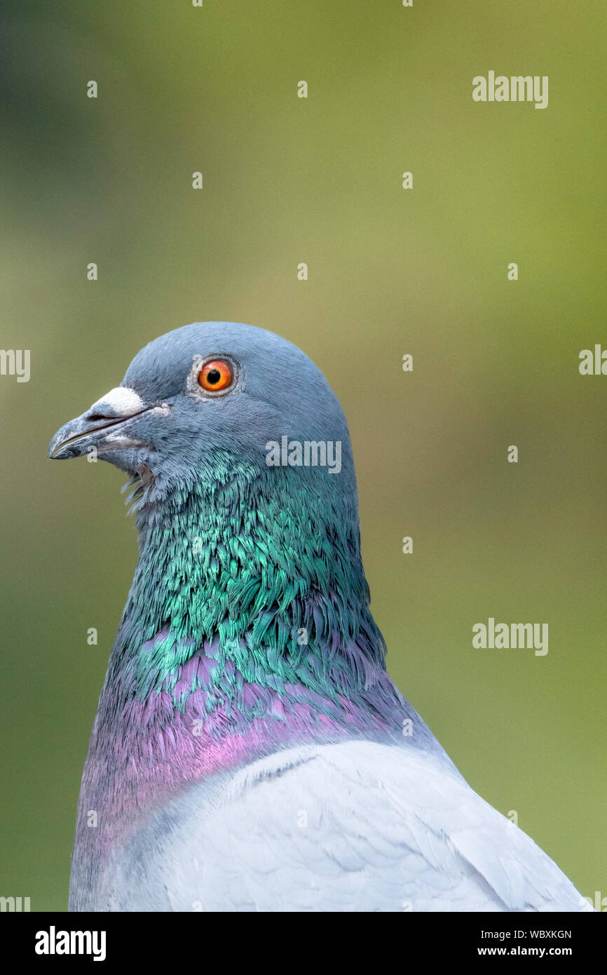 Pigeon up close hi-res stock photography and images - Alamy