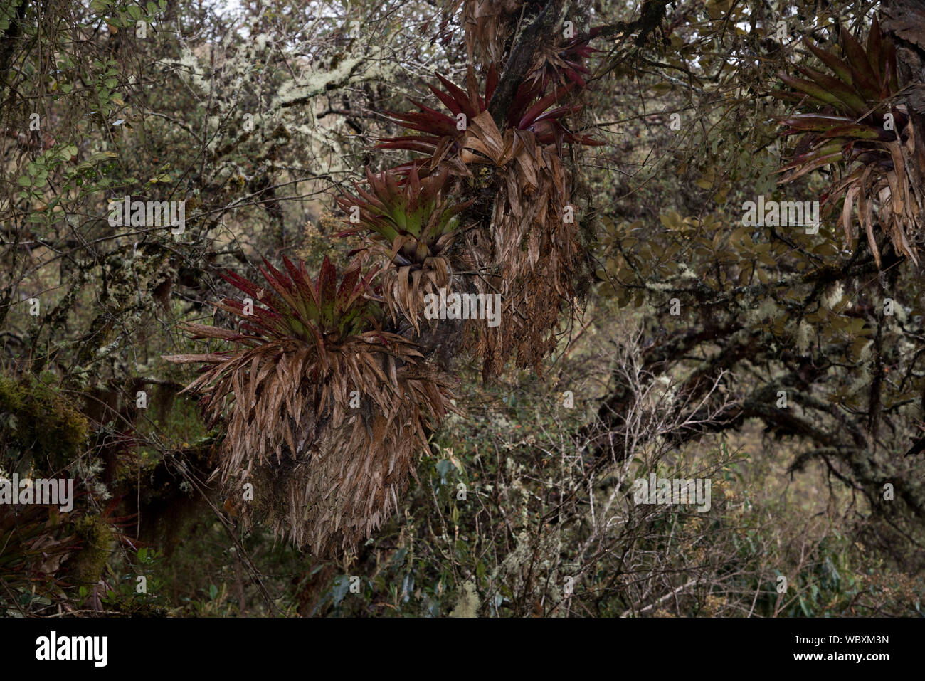 The Polylepis forest at 3850 meters is one of very few remaining forest ...