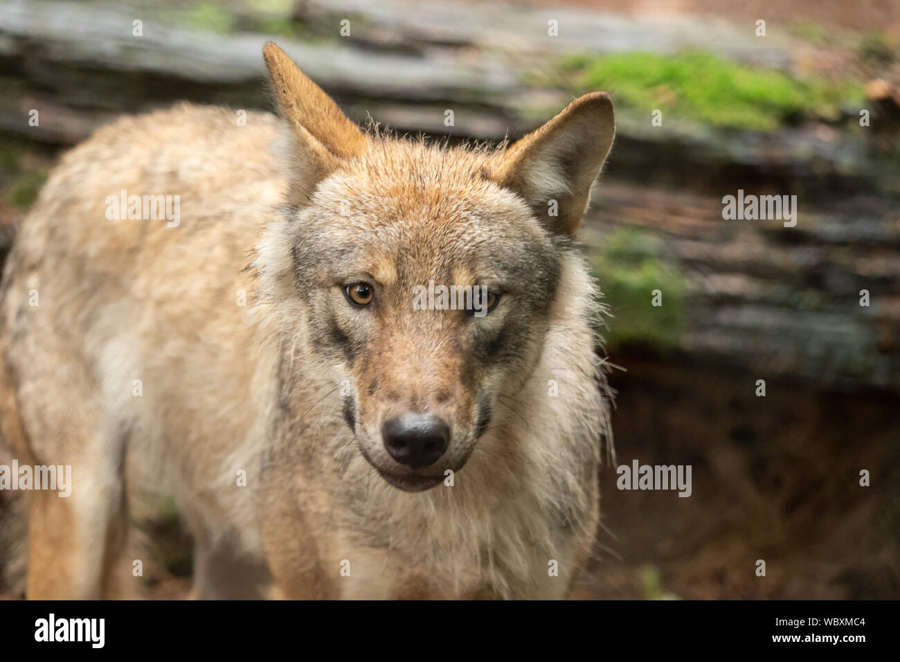 Wolf out hi-res stock photography and images - Alamy