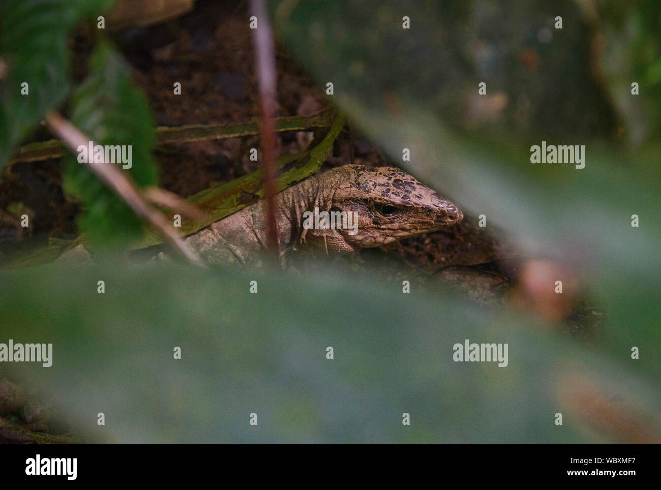 Lizard hiding in the jungle, Tambopata National Park, Peruvian Amazon ...