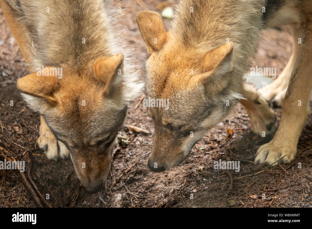 Wolf out hi-res stock photography and images - Alamy