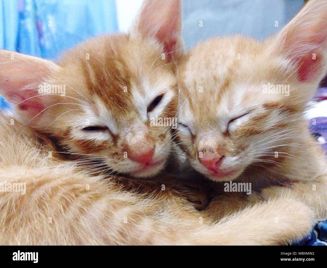 Two domestic cat hugging hi-res stock photography and images - Alamy