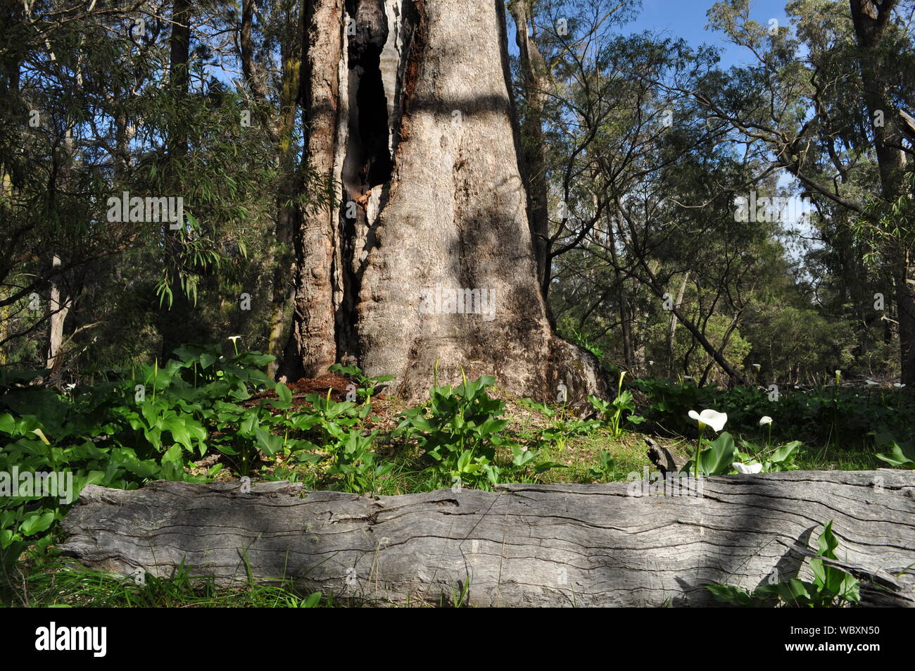 Tuart trees, Eucalyptus gomphocephala, Tuart Forest National Park ...