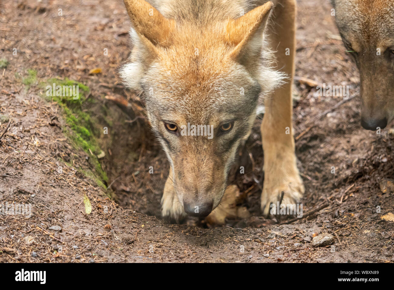 Wolf out hi-res stock photography and images - Alamy